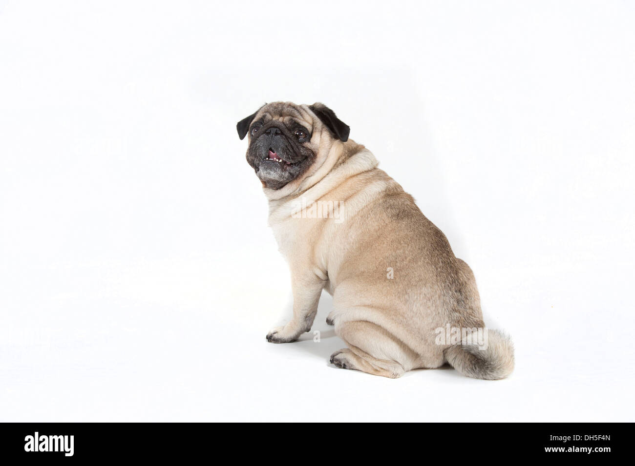 Fat pug, carlin Stock Photo - Alamy