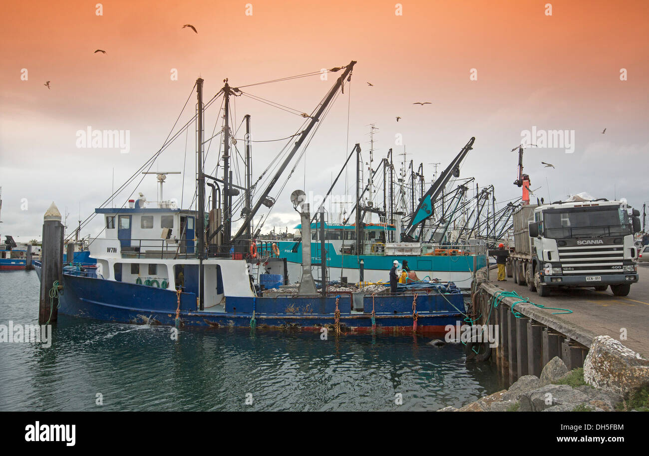 Fishing trawler unloading catch in harbour at Port Lincoln on Eyre ...