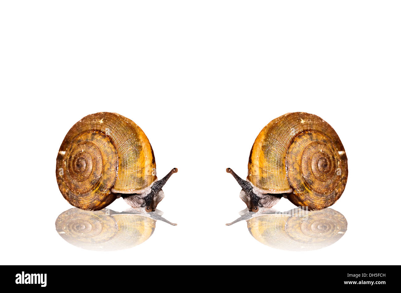 Violet snail hi-res stock photography and images - Alamy