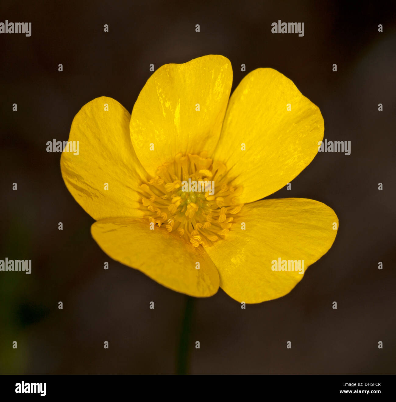 Buttercup bush hi-res stock photography and images - Alamy