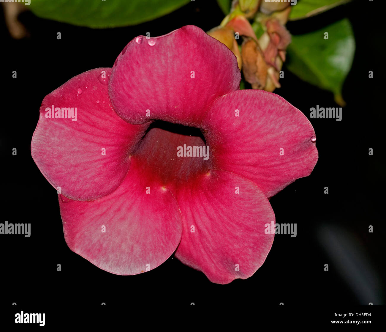 Allamanda flower hi-res stock photography and images - Alamy