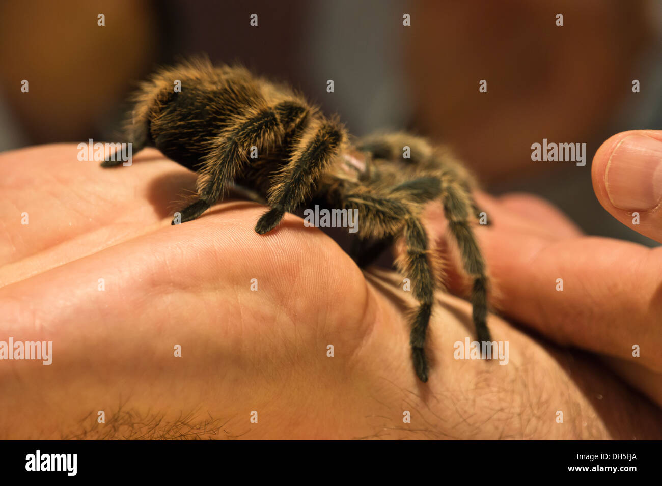 Tarantula spider hi-res stock photography and images - Alamy