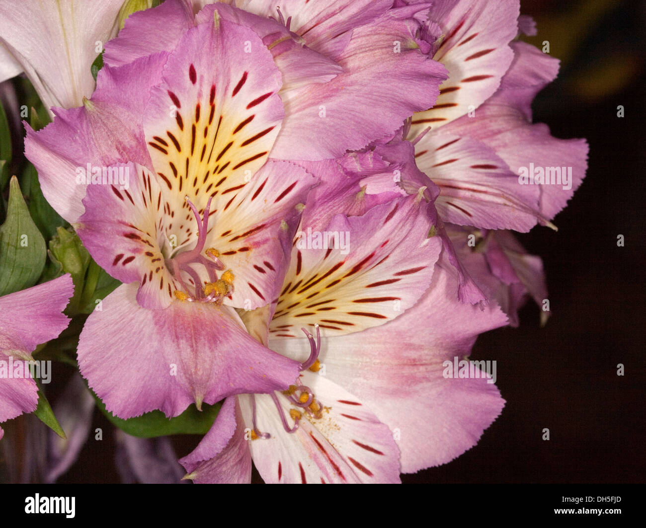 Cluster of mauve and white flowers of Alstroemeria , Peruvian ...