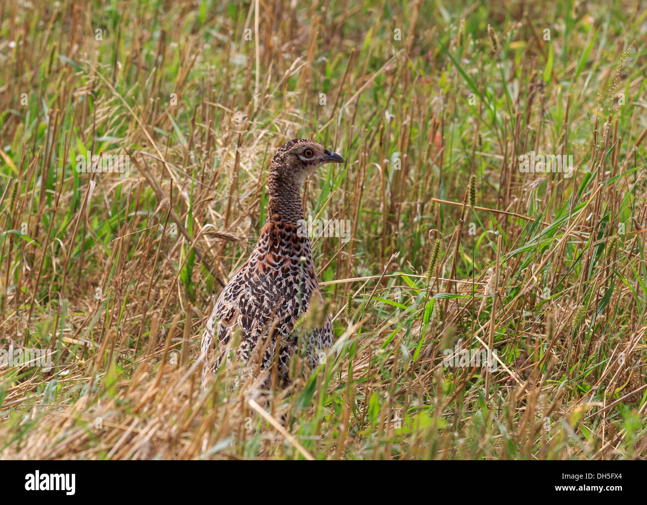 Young pheasants in grass hi-res stock photography and images - Alamy