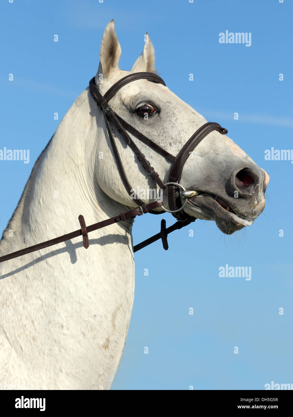 Beautiful akhal-teke horse on sky background Stock Photo - Alamy