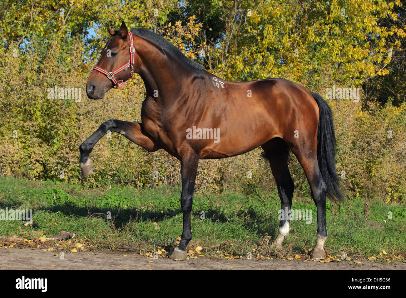 Holsteiner horse, bay gelding, portrait with bridle in yellow leaf ...