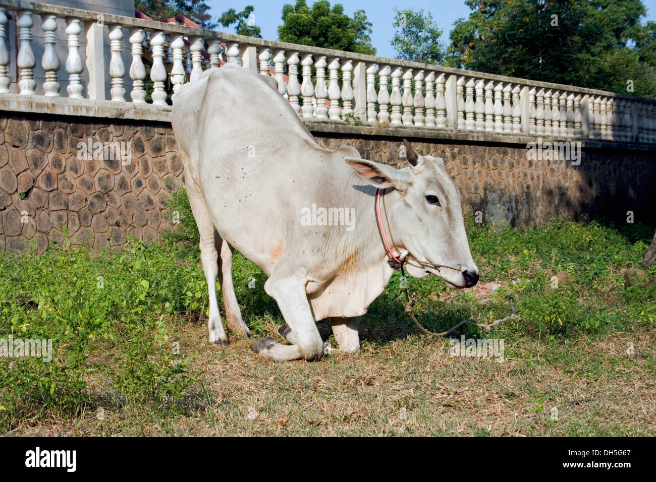 A cow is getting up from a rest on the grounds of Boeng Kok Buddhist ...