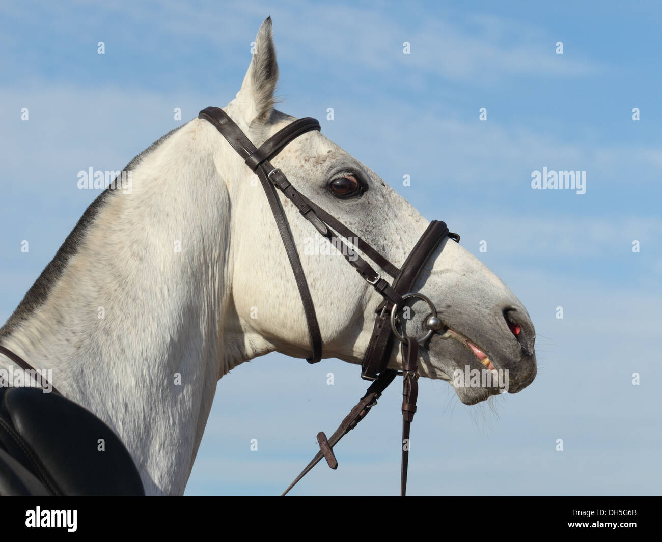 Beautiful akhal teke horse on sky hi-res stock photography and images ...