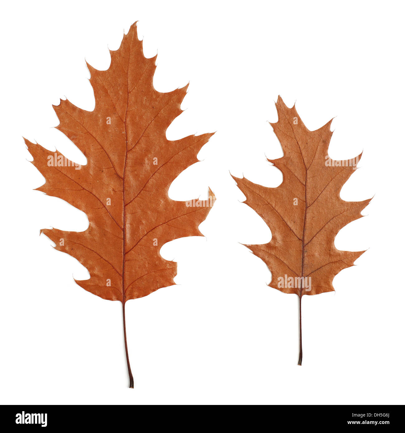 Autumn border dried leaves Cut Out Stock Images & Pictures - Alamy