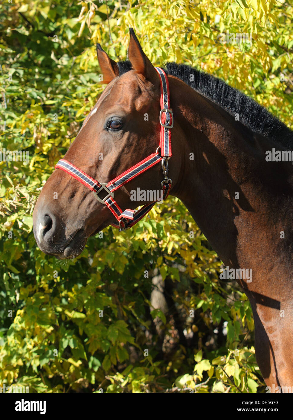 Holsteiner horse, bay gelding, portrait with bridle in yellow leaf ...