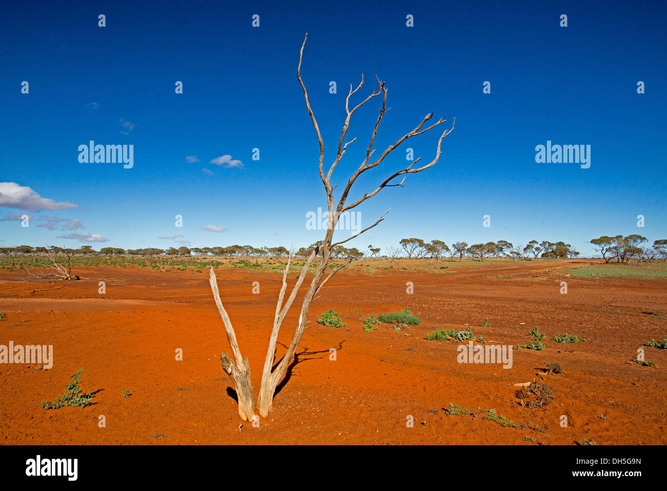 Australian outback landscape with solitary dead tree on vast red plains ...