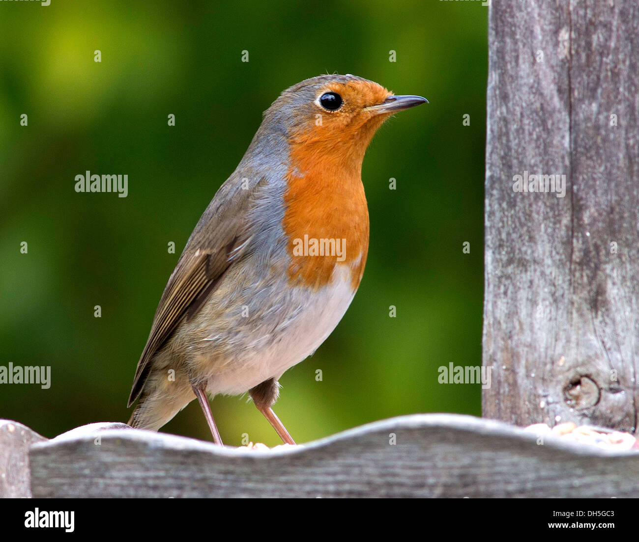 A Robin sitting on a wooden feeder Stock Photo - Alamy