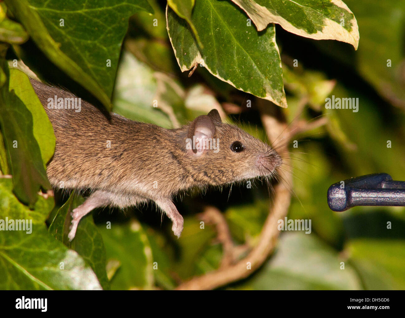 From mouse hi-res stock photography and images - Alamy