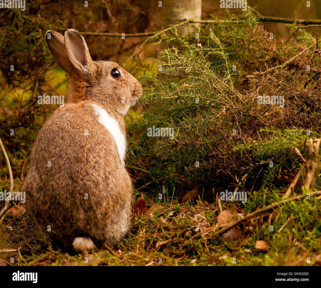 A Lake District rabbit in the late afternoon Stock Photo - Alamy