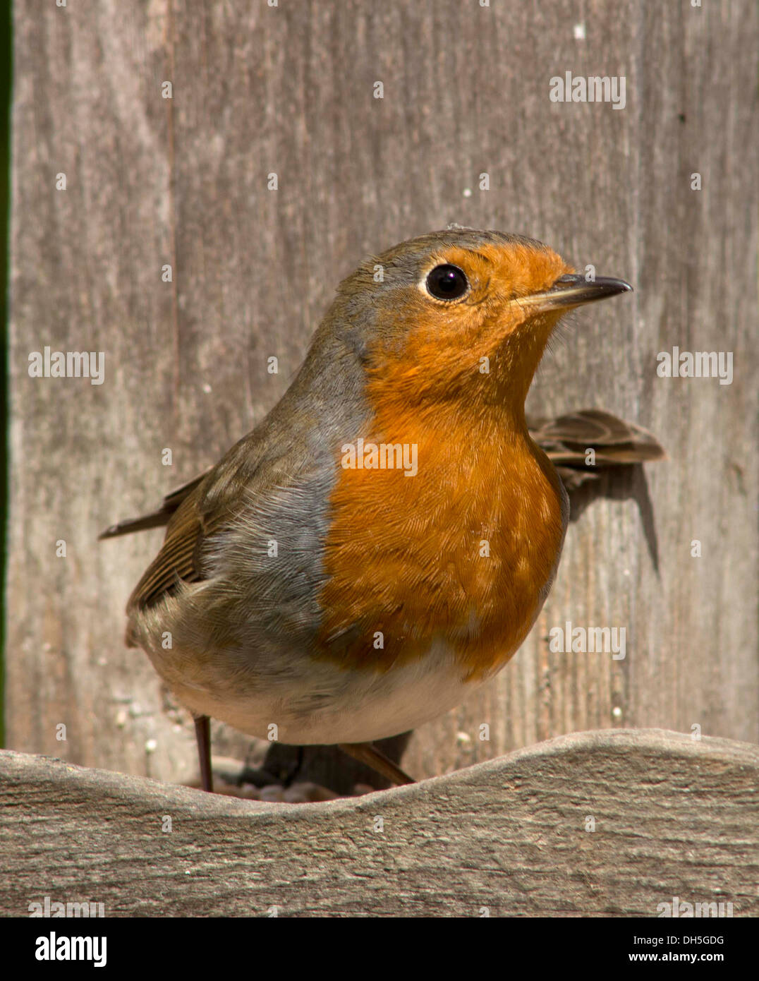 Robin bird box hi-res stock photography and images - Alamy