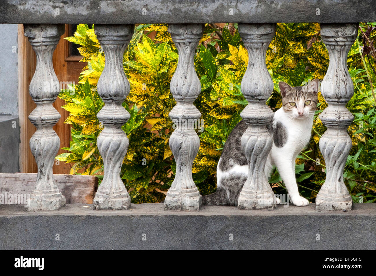 Idle cat hi-res stock photography and images - Alamy