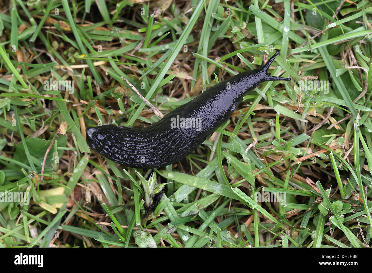 Common Black Slug Stock Photo - Alamy