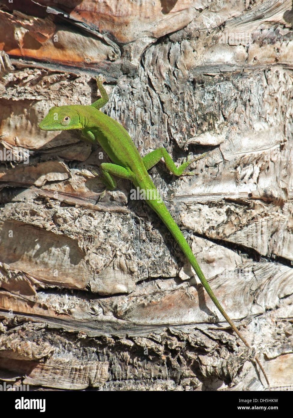 small green lizard on bark in sunny ambiance Stock Photo - Alamy