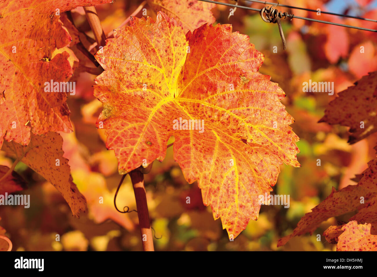Vine leaves hi-res stock photography and images - Alamy