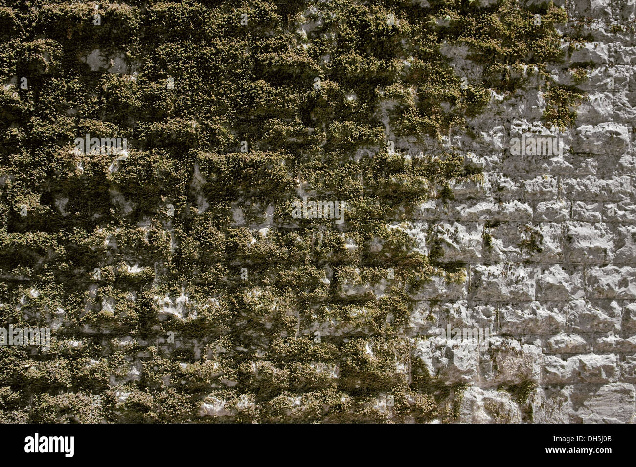 Overgrown stone wall hi-res stock photography and images - Alamy