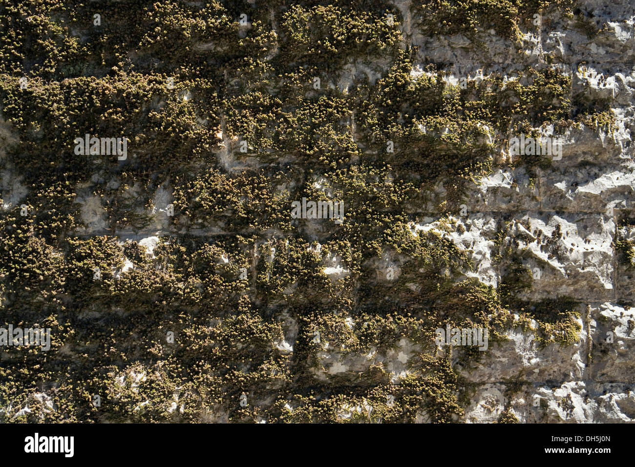 Castle wall with moss hi-res stock photography and images - Alamy