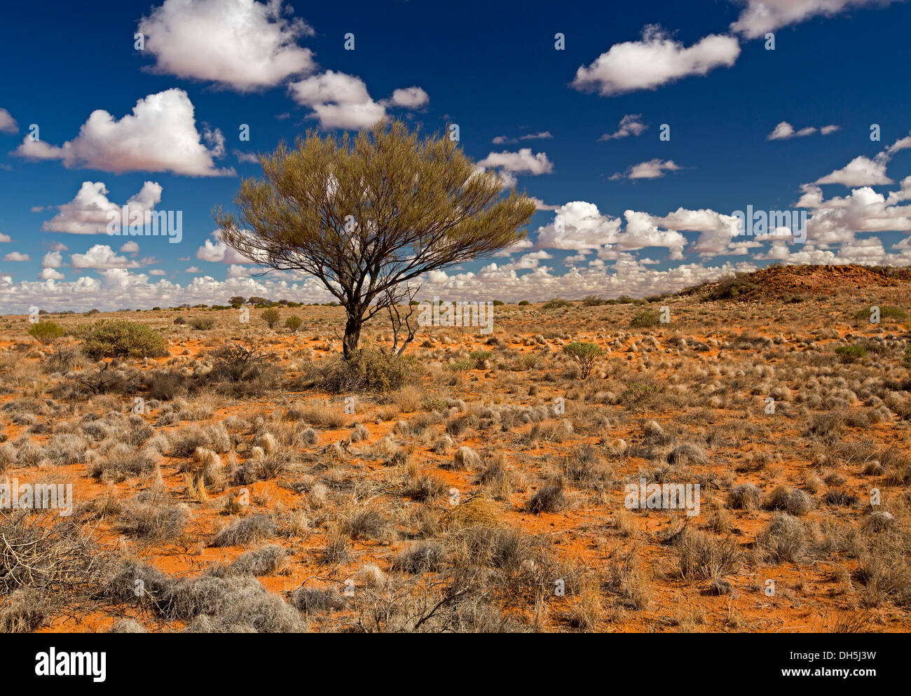 Australian outback landscape with solitary tree on vast red barren ...