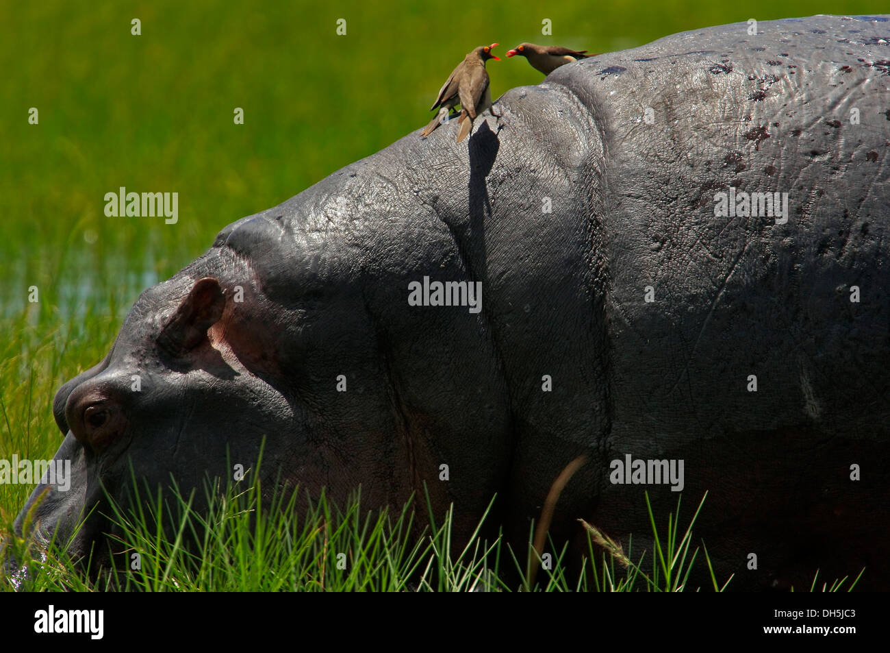 Bird hippopotamus hi-res stock photography and images - Alamy