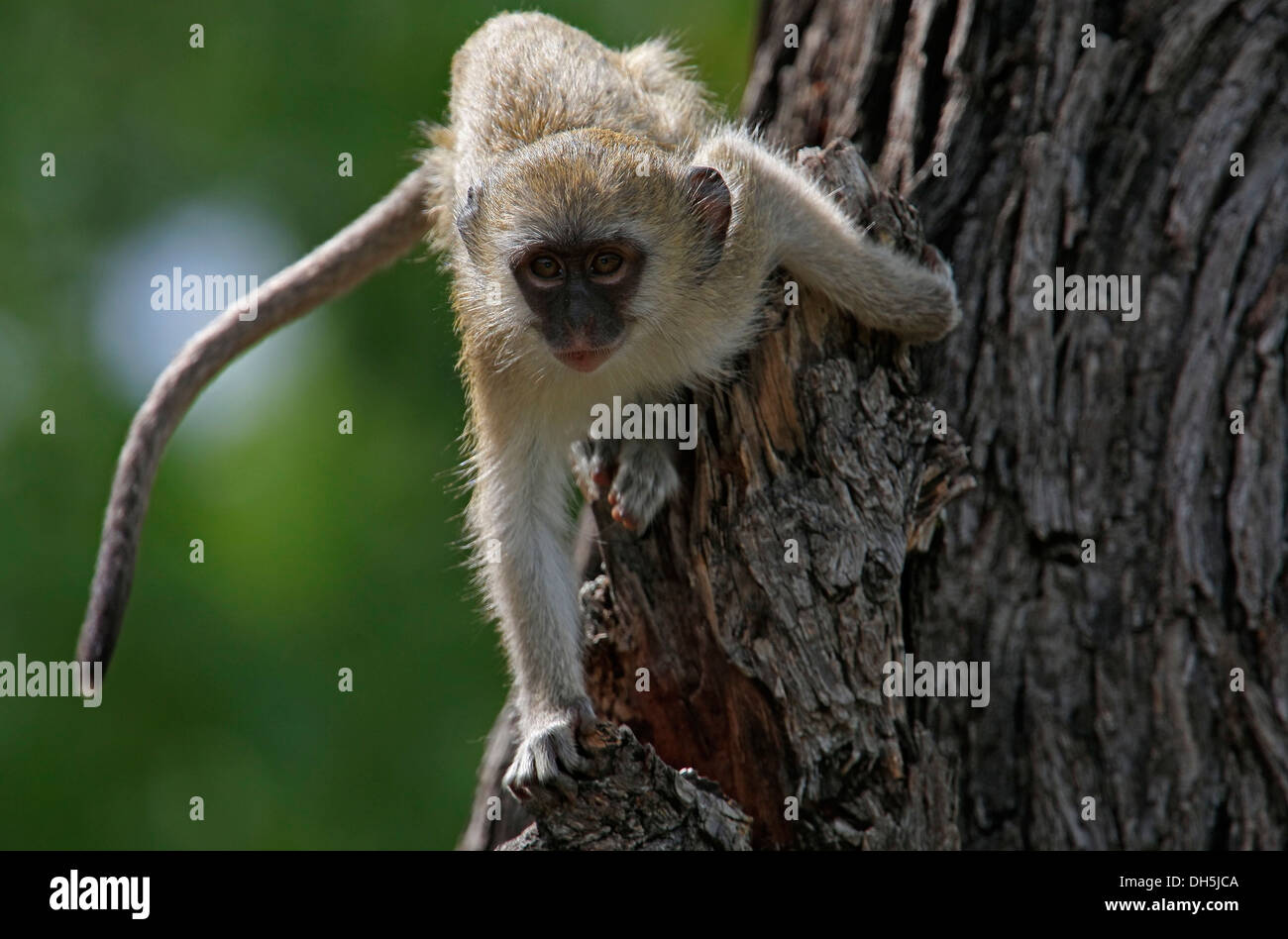 Guenon hi-res stock photography and images - Alamy