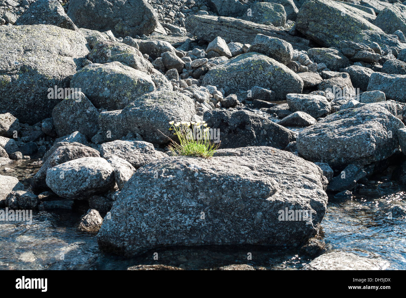 Poppy waterfall hi-res stock photography and images - Alamy
