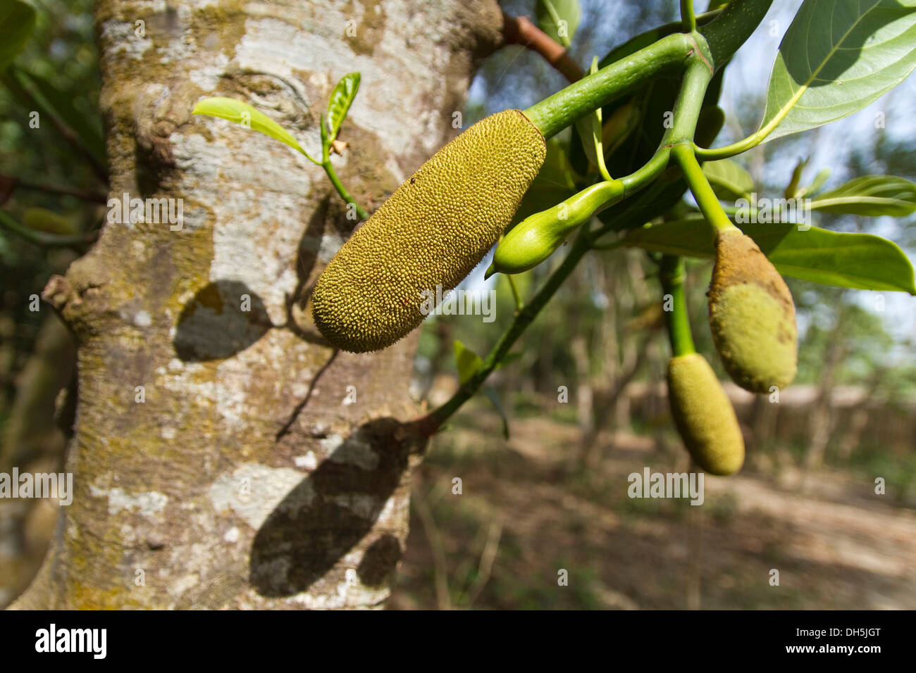 Jackfruit (Artocarpus heterophyllus) ripening on a tree, Bangladesh ...