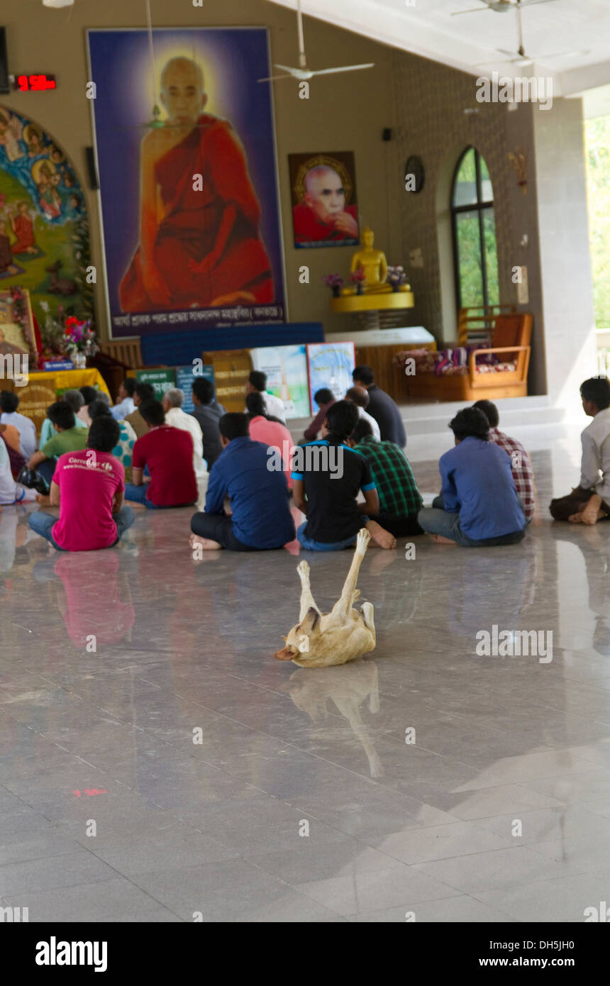 Praying dog hi-res stock photography and images - Alamy