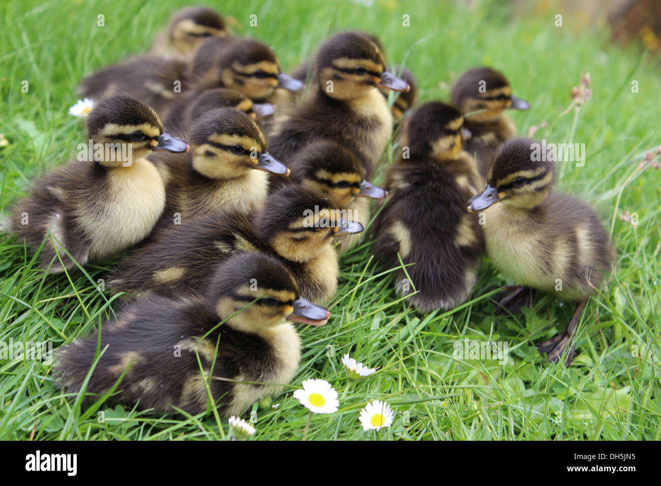 Ducklings ready for their first swim! Stock Photo - Alamy