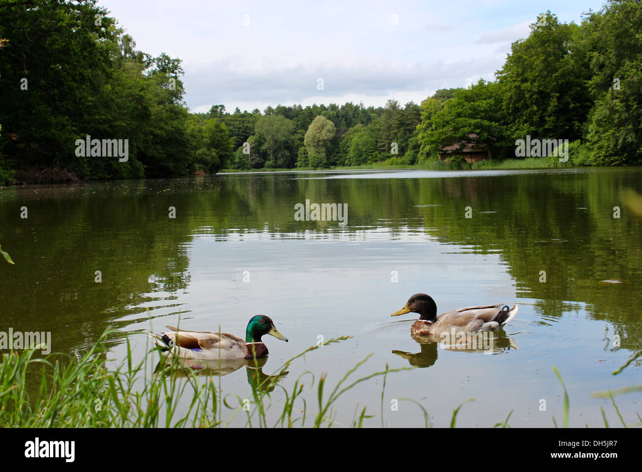 Dudmaston hall hi-res stock photography and images - Alamy
