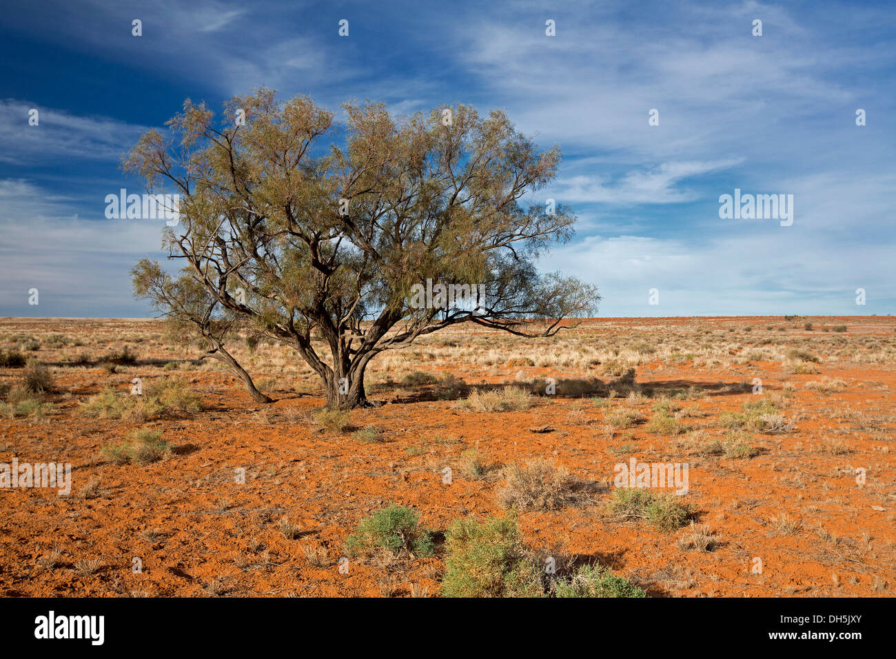 Australian outback landscape with solitary tree on vast red barren ...