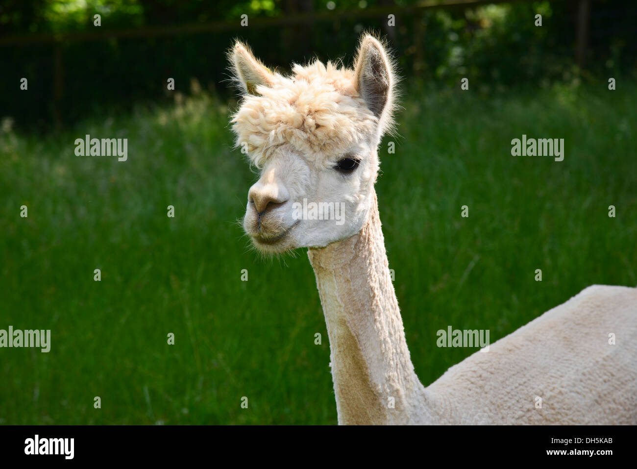 Alpaca in field Stock Photo - Alamy