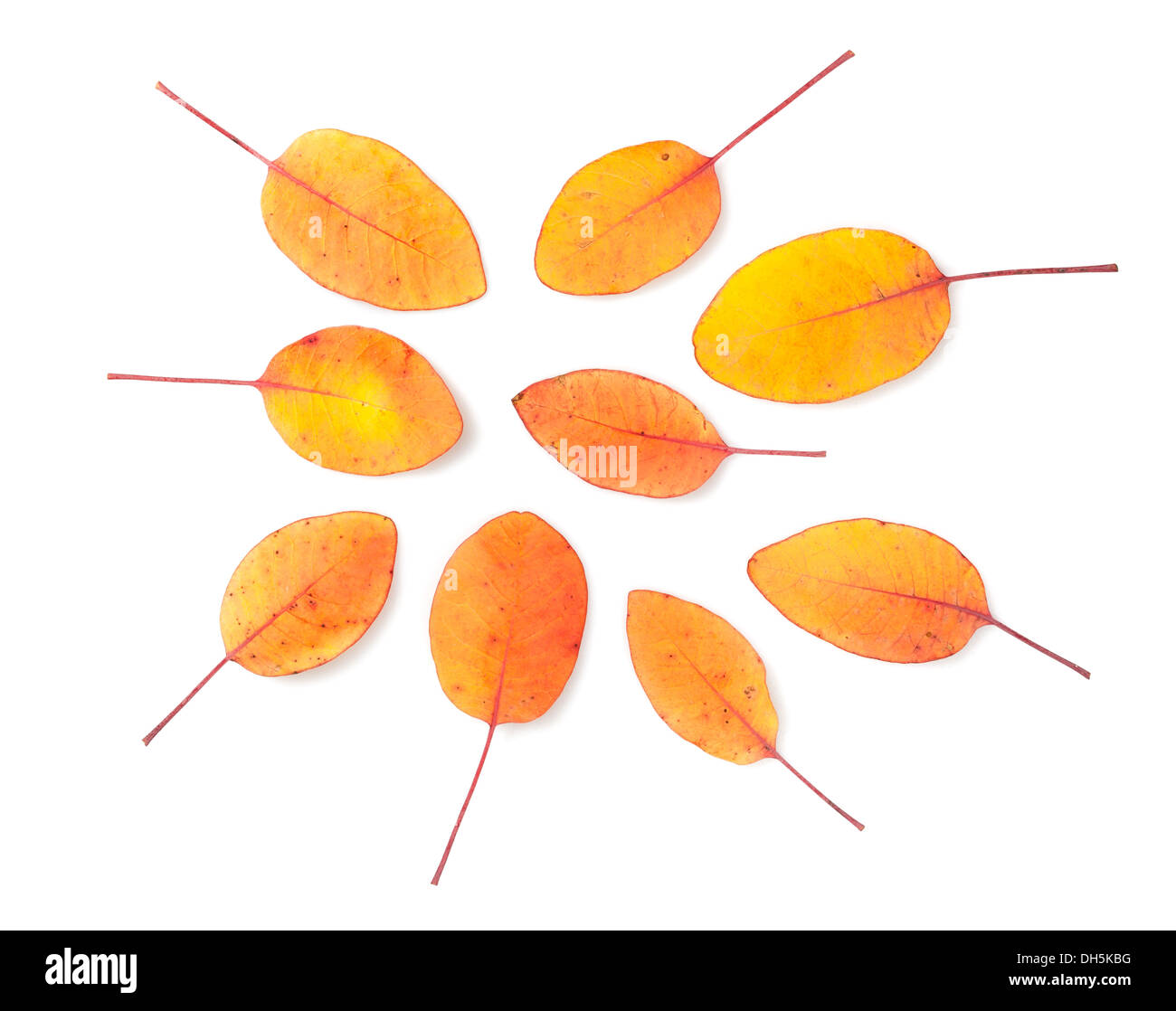autumn leaves on white background Stock Photo - Alamy