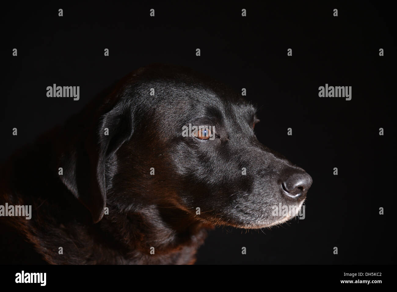 Studio shot of Jimmy the black labrador Stock Photo - Alamy