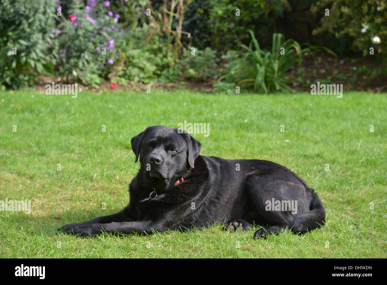 Labrador lawn hi-res stock photography and images - Alamy