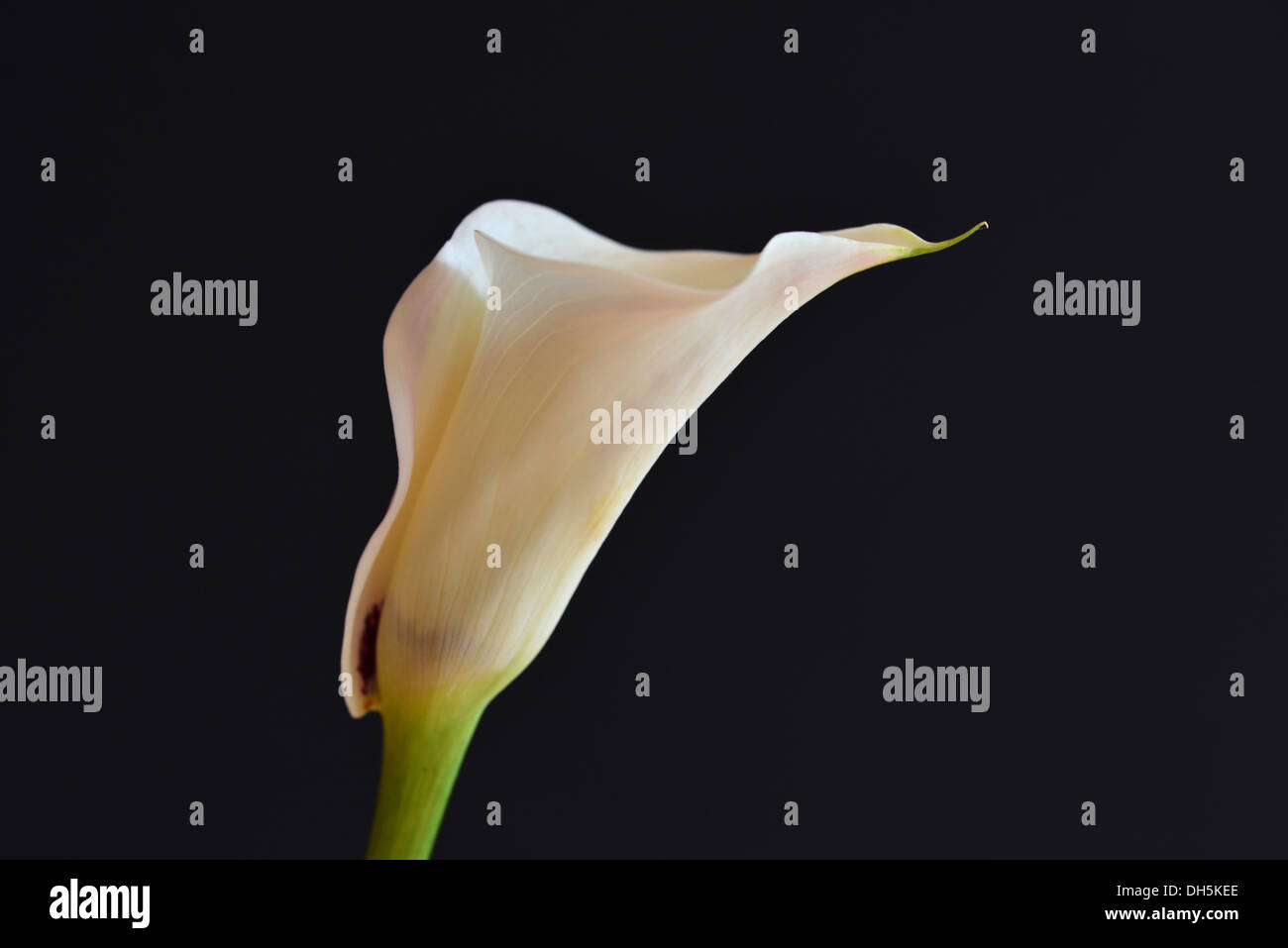 Arum lily blooming hi-res stock photography and images - Alamy