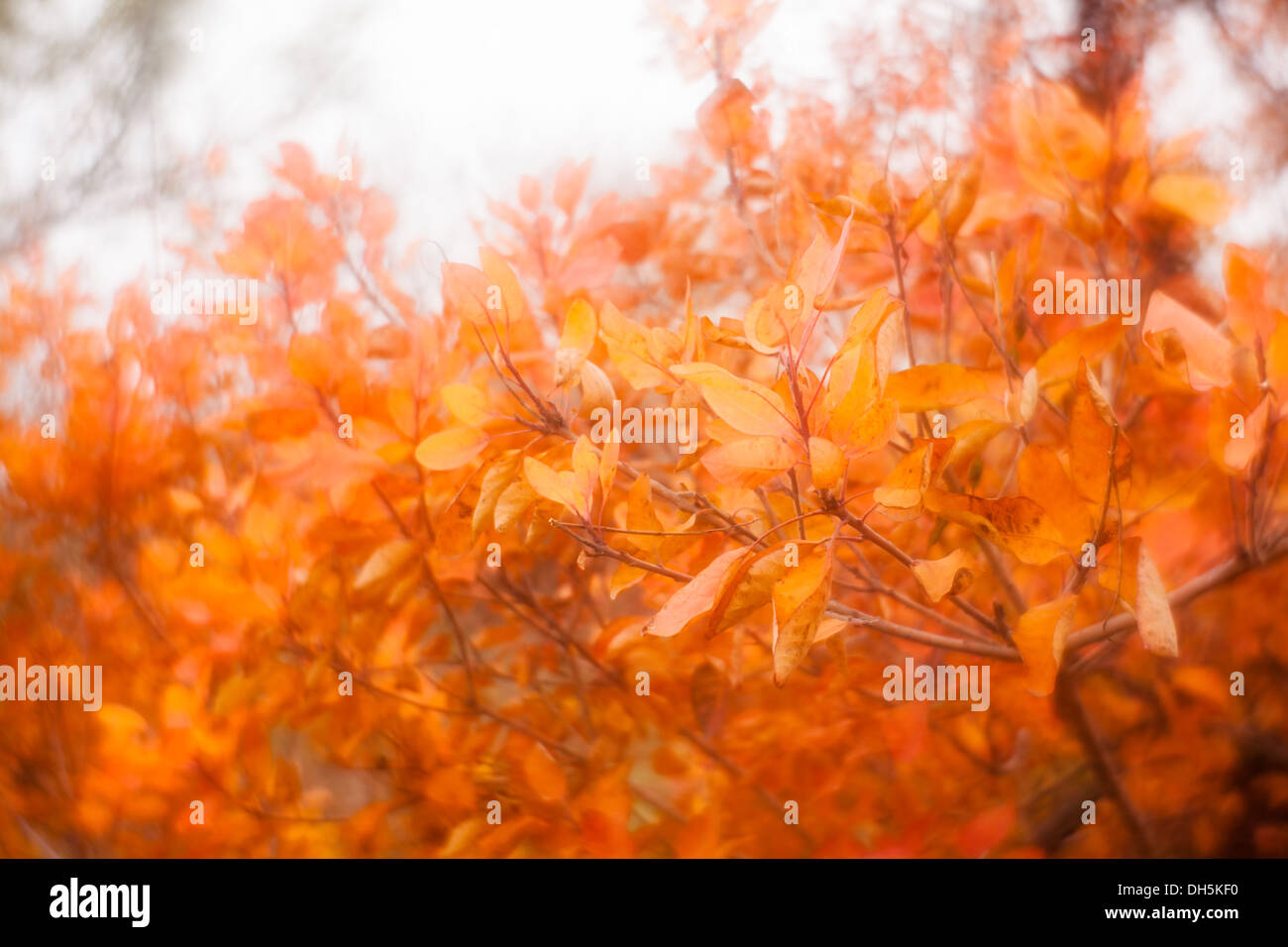 autumn leaves bush fog colorful Stock Photo - Alamy