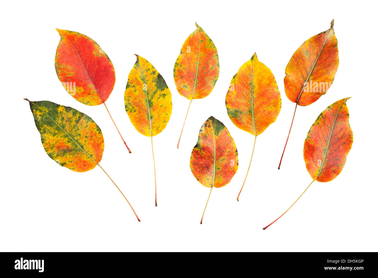Red green autumn leaves on Cut Out Stock Images & Pictures - Alamy