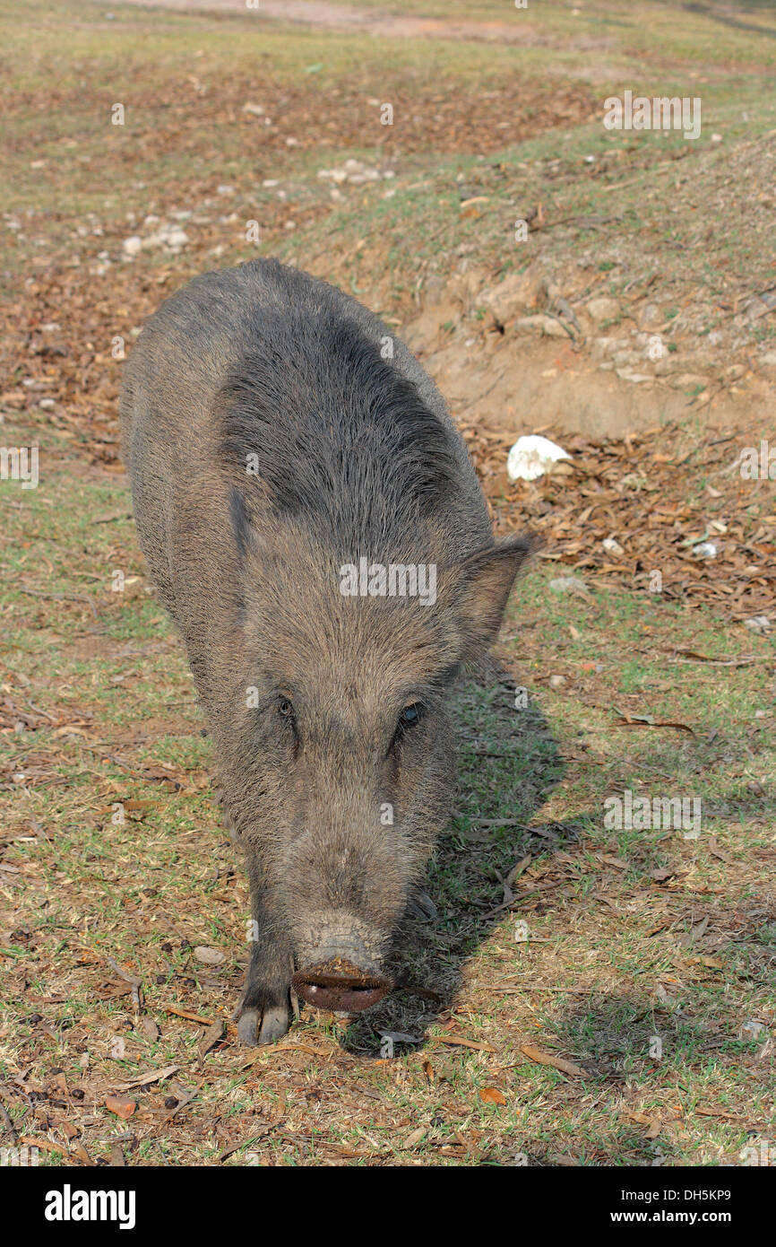 Boar wild hi-res stock photography and images - Alamy