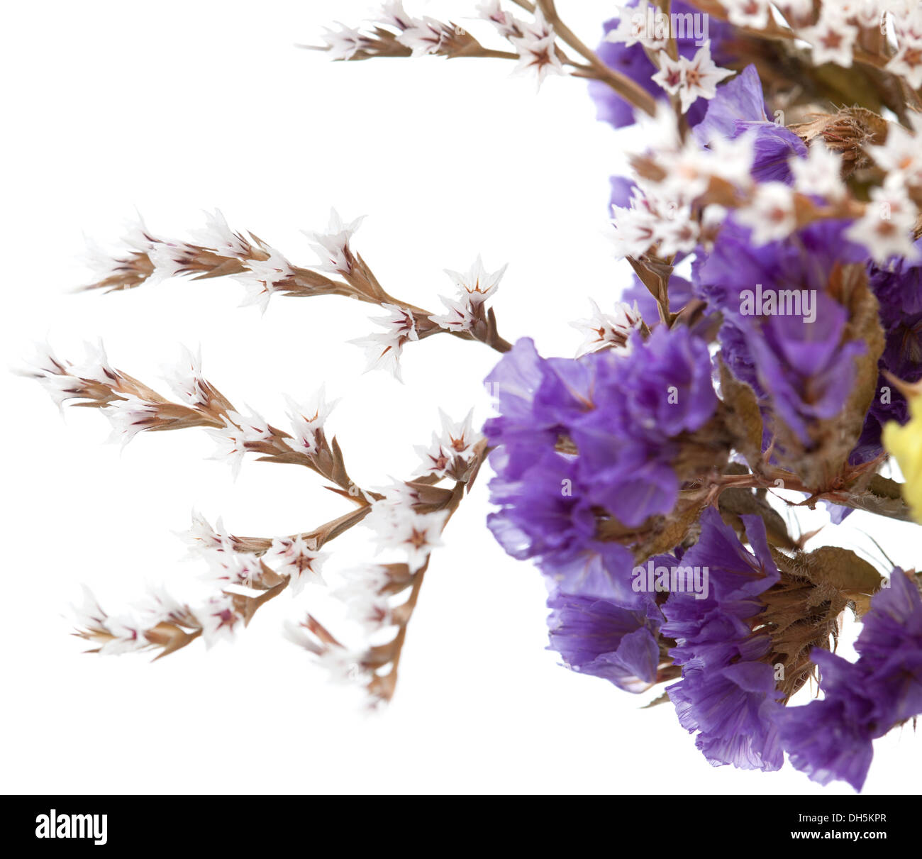 tiny dry white limonium flowers isolated Stock Photo - Alamy