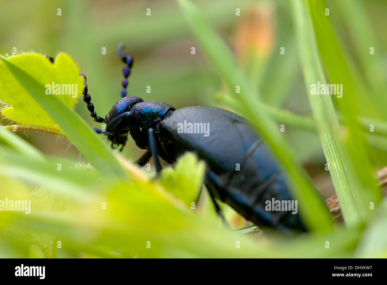 Bug blue hi-res stock photography and images - Alamy