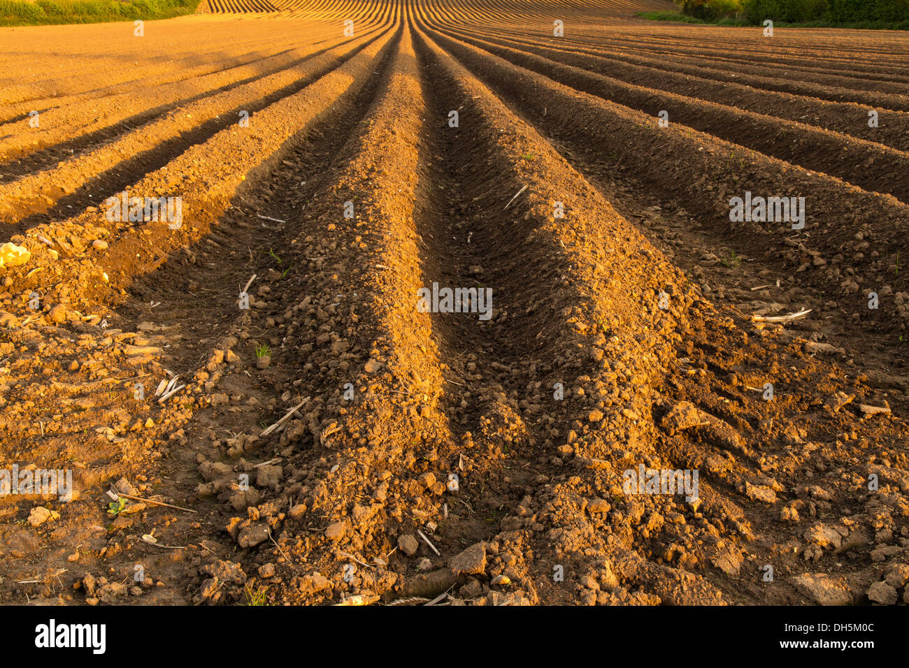 This ploughed field is on the south side of Ilminster, Somerset ...