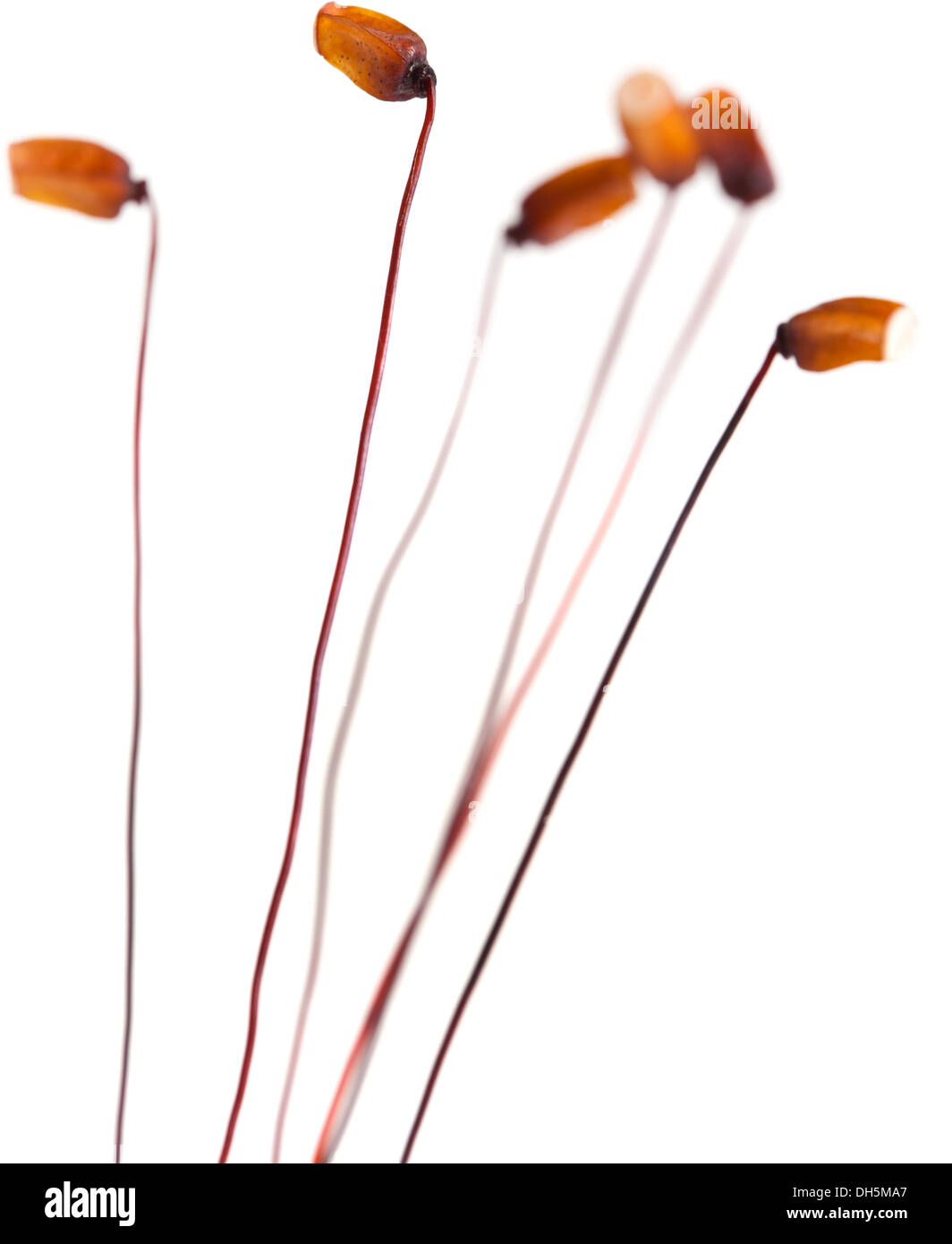 Moss spore Cut Out Stock Images & Pictures - Alamy