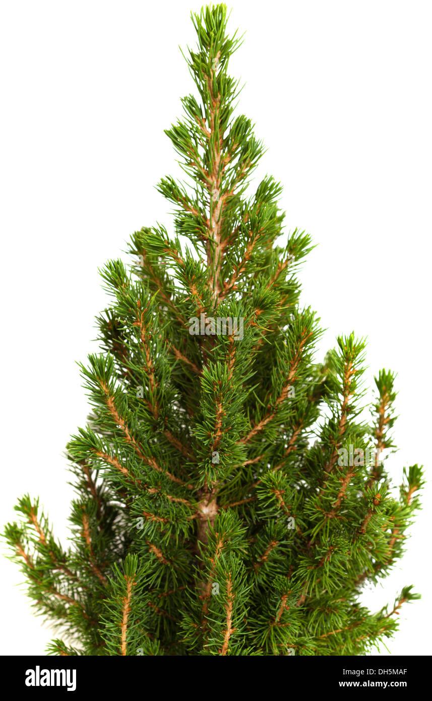 small conifer tree isolated on white Stock Photo - Alamy
