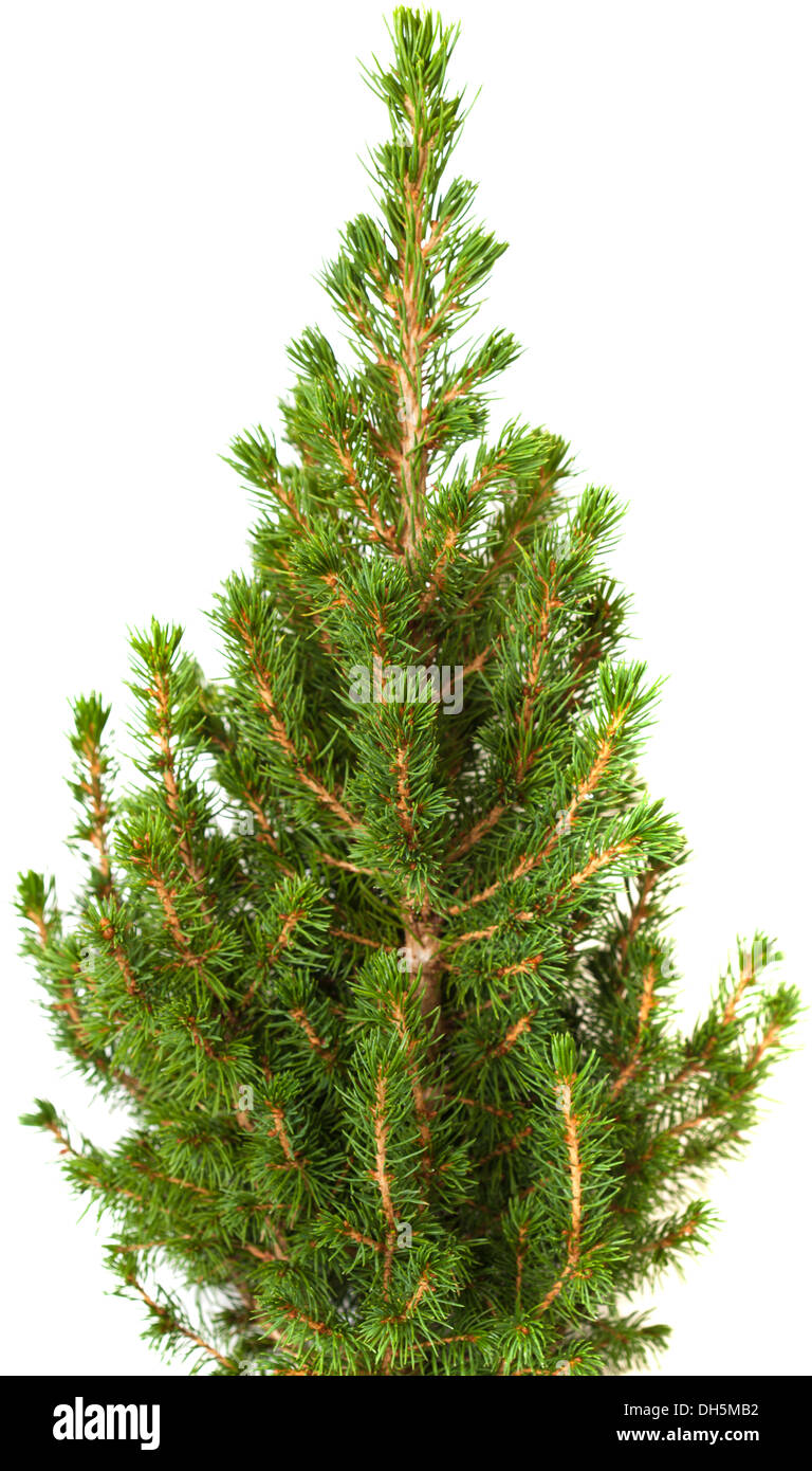 small conifer tree isolated on white Stock Photo - Alamy