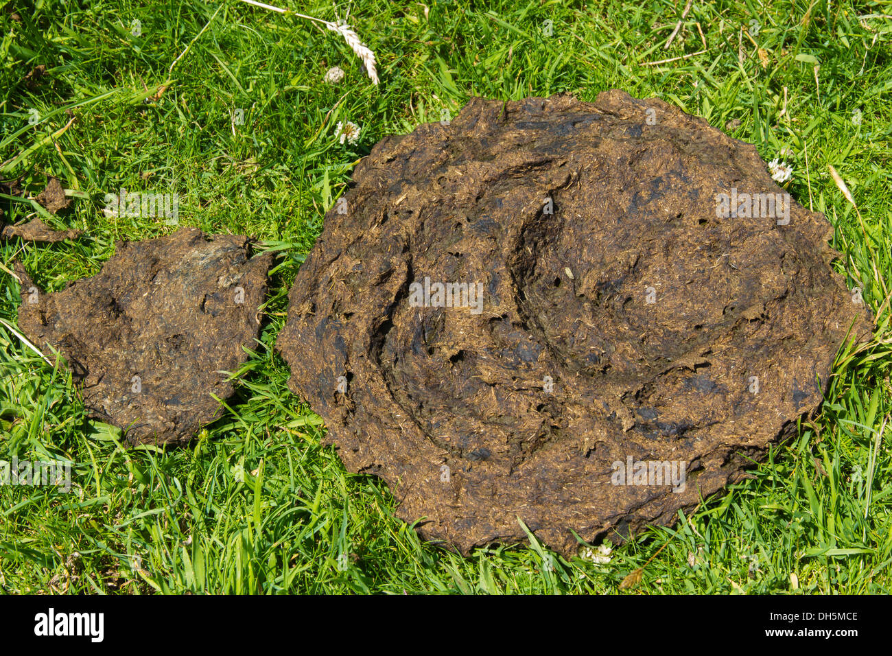 Cow poo hi-res stock photography and images - Alamy
