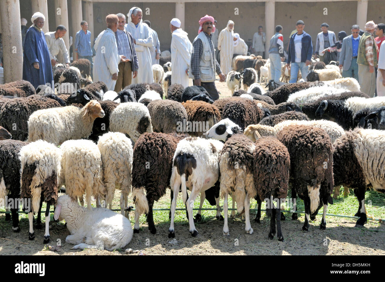 Sheep in the market at Rissani, Morocco, Africa, PublicGround Stock ...
